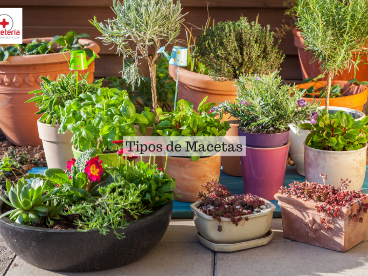 Tipos De Plantas De Exterior Para Macetas